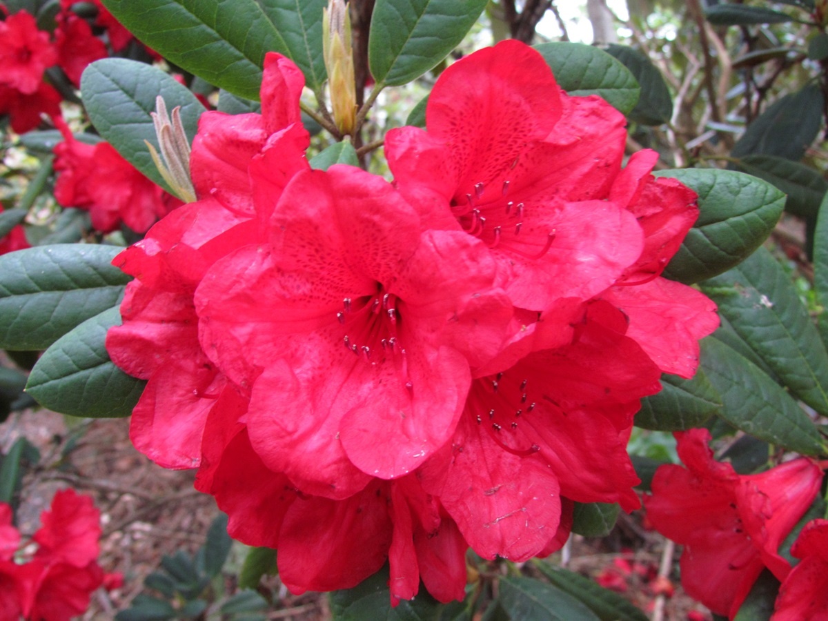 Red Rhododendrons — Sunnyside Nursery