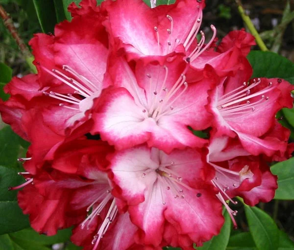 Red Rhododendrons — Sunnyside Nursery