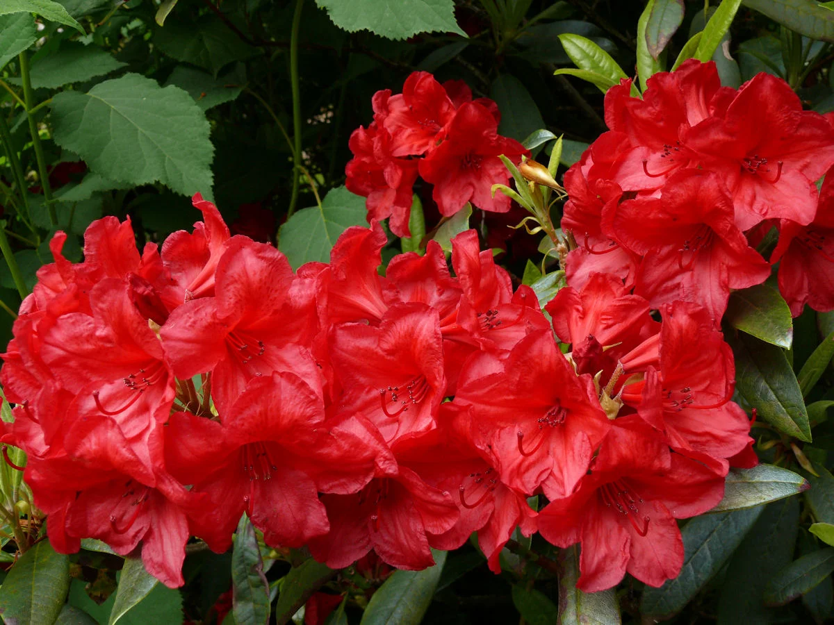 Red Rhododendrons — Sunnyside Nursery