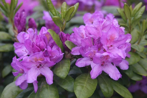 Blue & Purple Rhododendrons — Sunnyside Nursery