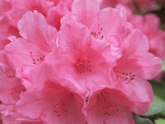 Pink Rhododendrons — Sunnyside Nursery