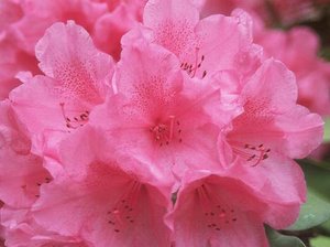 Pink Rhododendrons — Sunnyside Nursery