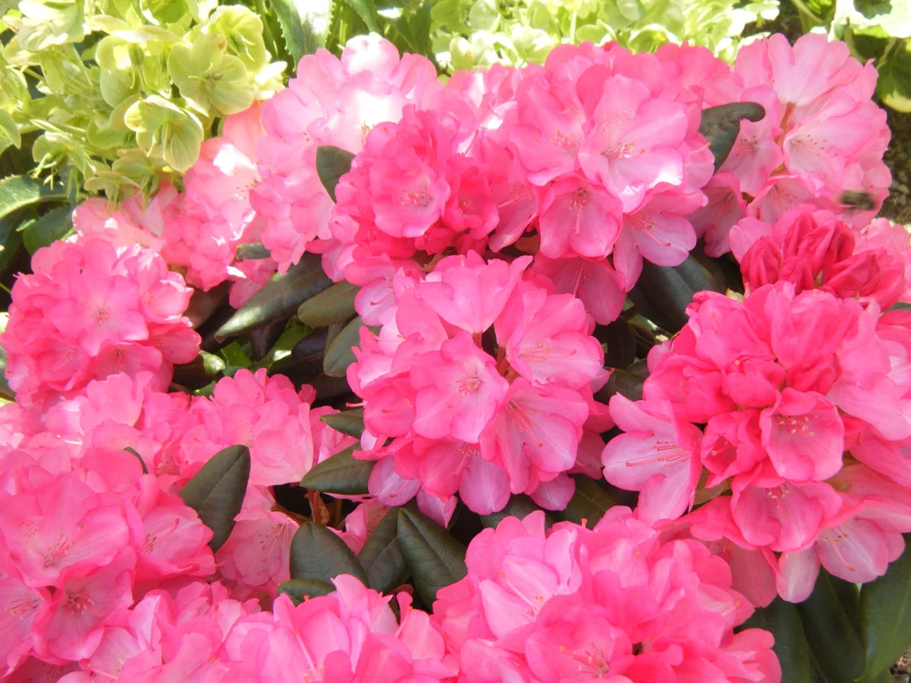 Pink Rhododendrons — Sunnyside Nursery