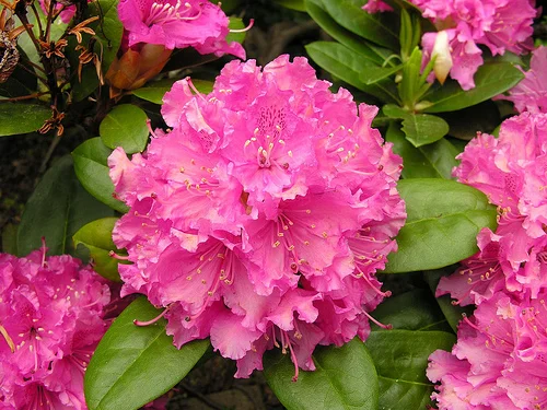 Pink Rhododendrons — Sunnyside Nursery
