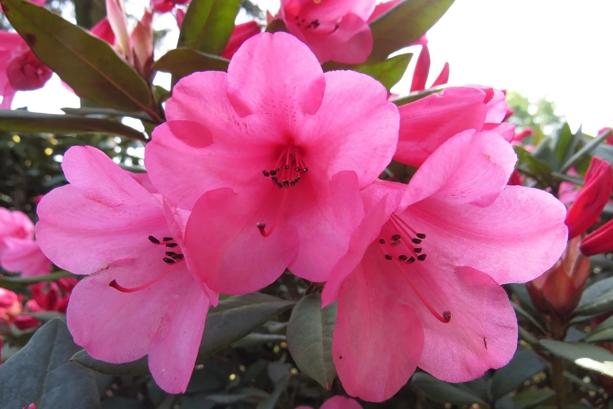 Pink Rhododendrons — Sunnyside Nursery