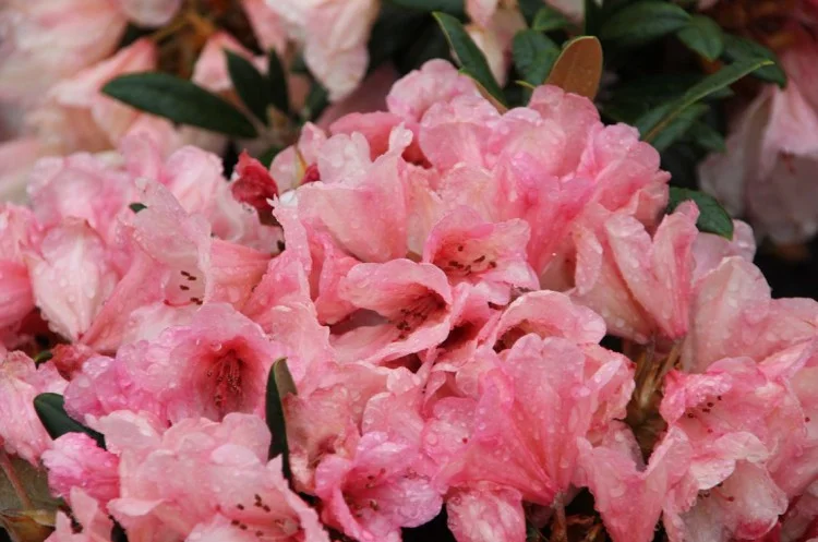 Pink Rhododendrons — Sunnyside Nursery
