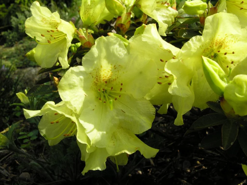Orange & Yellow Rhododendrons — Sunnyside Nursery