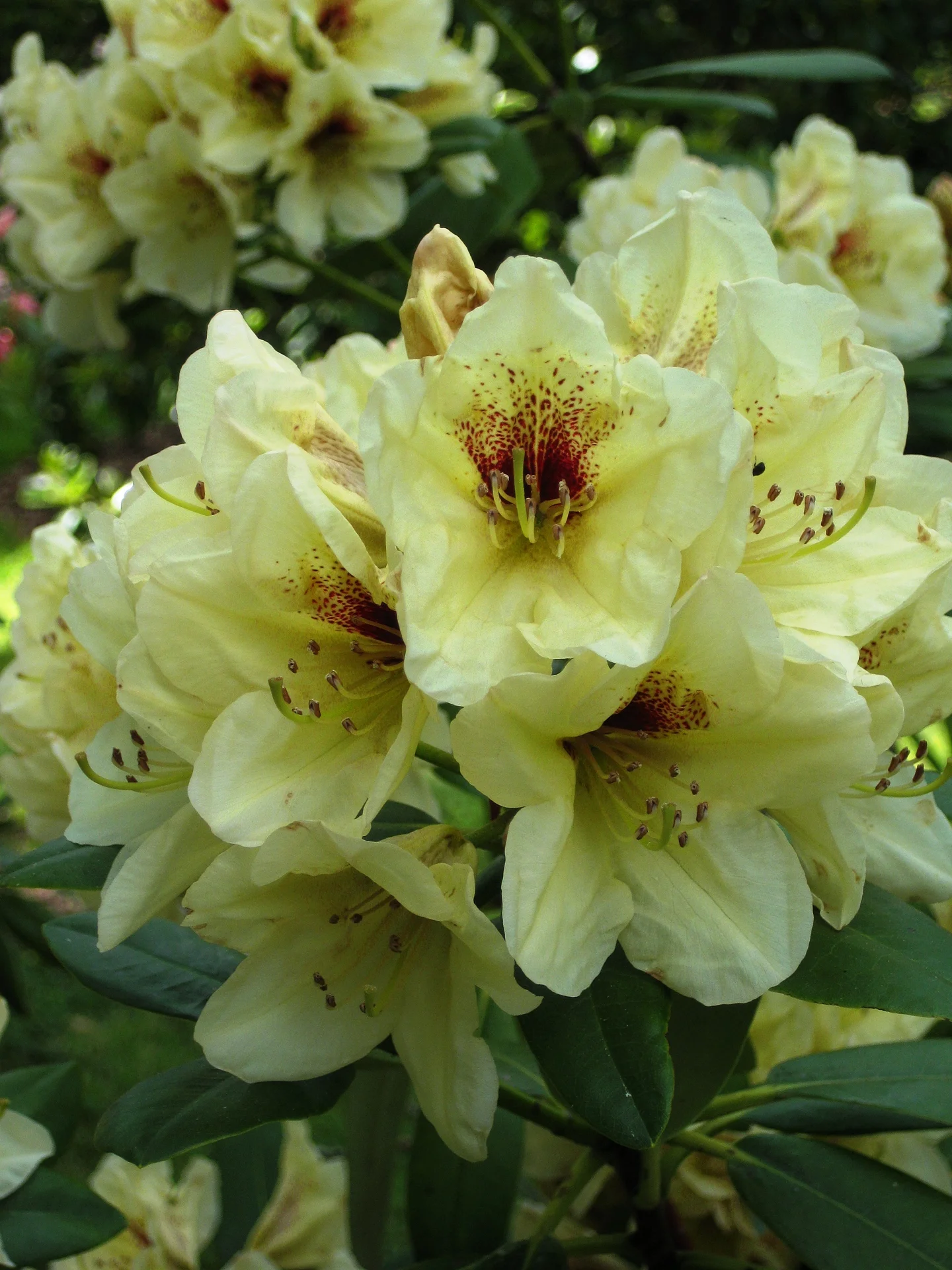 Orange & Yellow Rhododendrons — Sunnyside Nursery