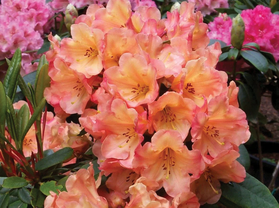 Orange & Yellow Rhododendrons — Sunnyside Nursery