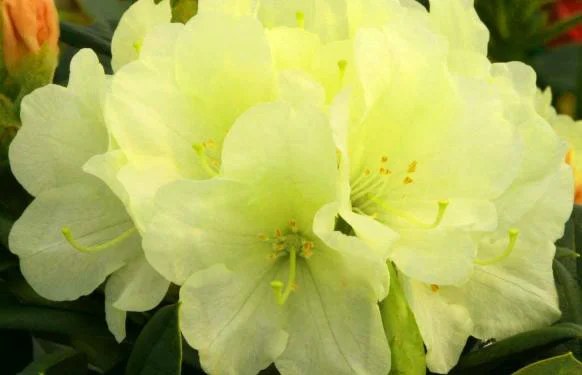 Orange & Yellow Rhododendrons — Sunnyside Nursery