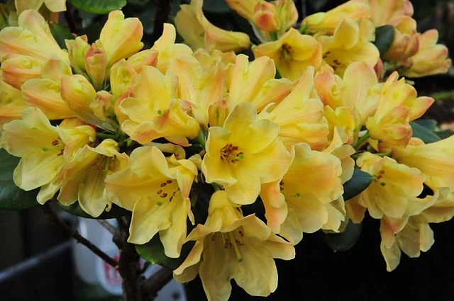 Orange & Yellow Rhododendrons — Sunnyside Nursery