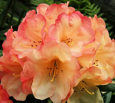 Orange & Yellow Rhododendrons — Sunnyside Nursery