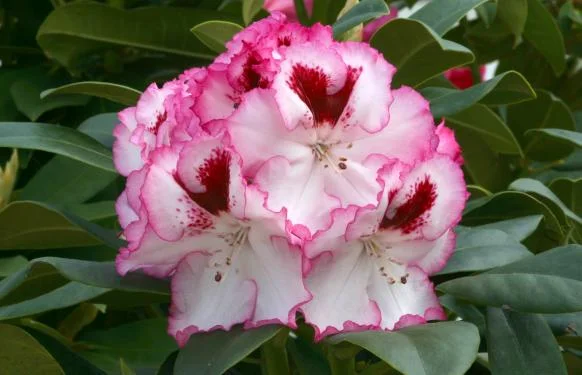 White Rhododendrons — Sunnyside Nursery