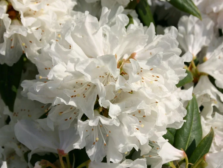 White Rhododendrons — Sunnyside Nursery