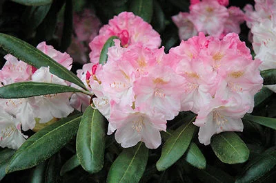 White Rhododendrons — Sunnyside Nursery