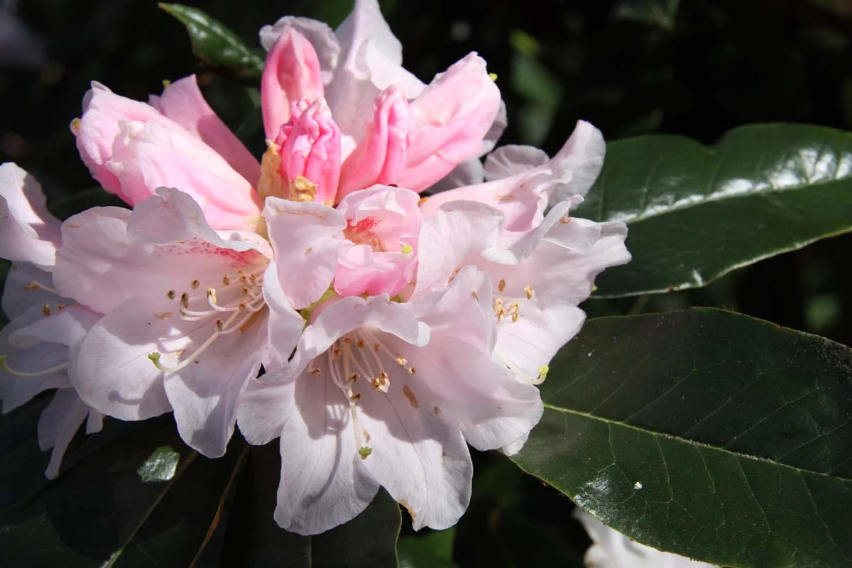 White Rhododendrons — Sunnyside Nursery