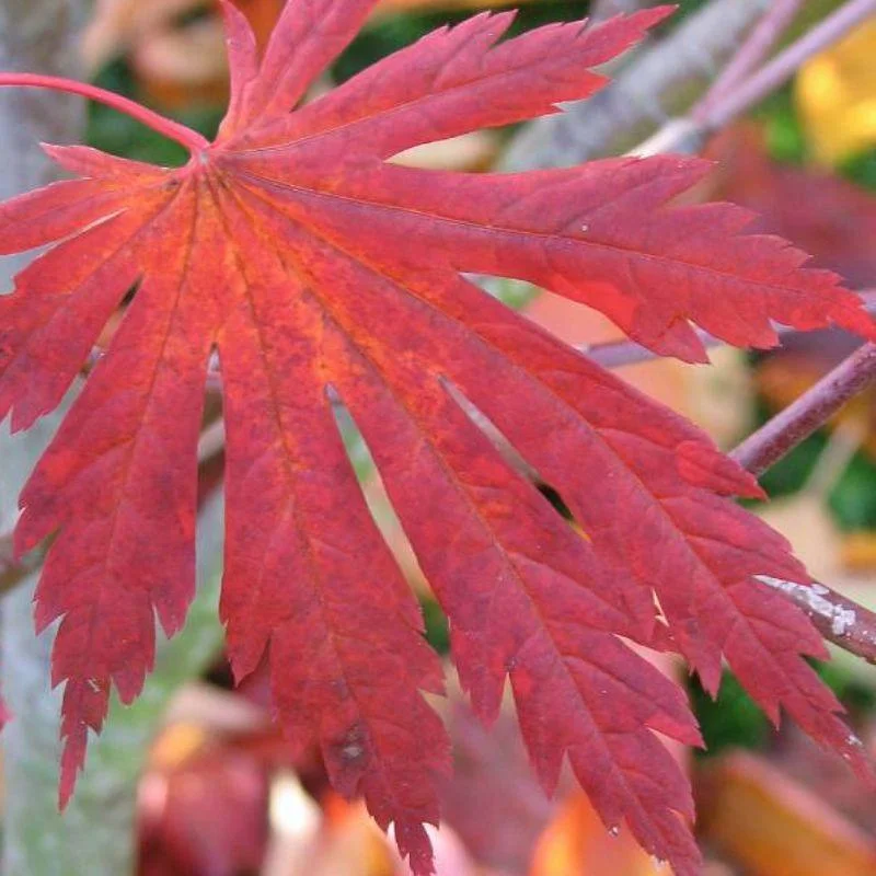 Specialty Japanese Maples — Sunnyside Nursery