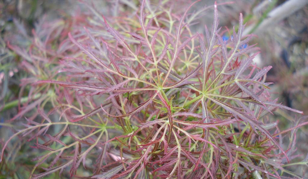 Lace-Leaf Japanese Maples — Sunnyside Nursery