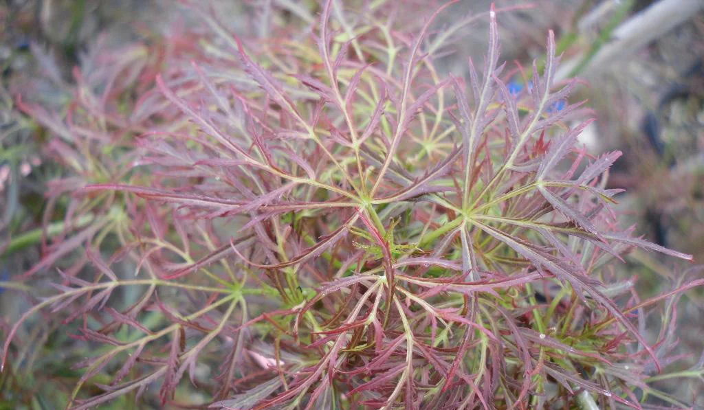 Lace-Leaf Japanese Maples — Sunnyside Nursery