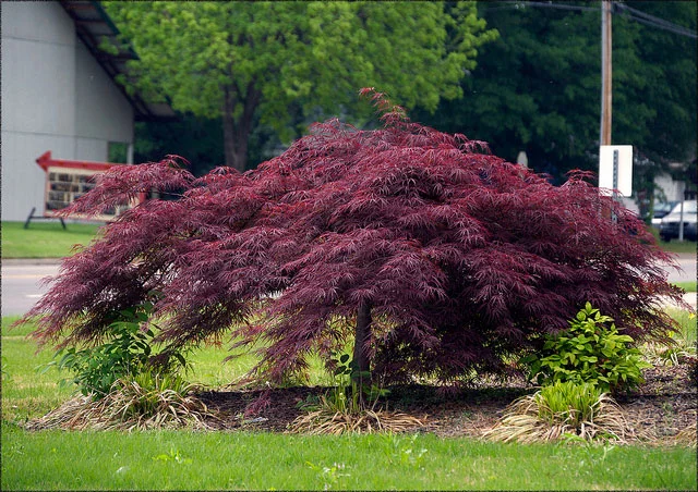 Lace-Leaf Japanese Maples — Sunnyside Nursery