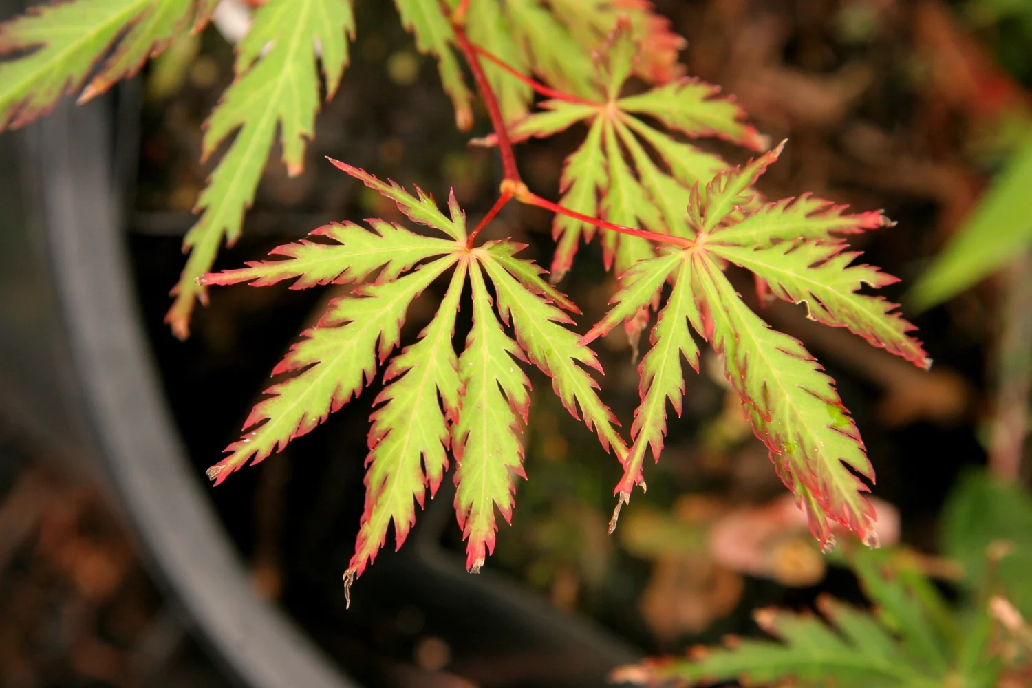 Lace-Leaf Japanese Maples — Sunnyside Nursery