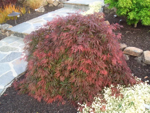 Lace-Leaf Japanese Maples — Sunnyside Nursery