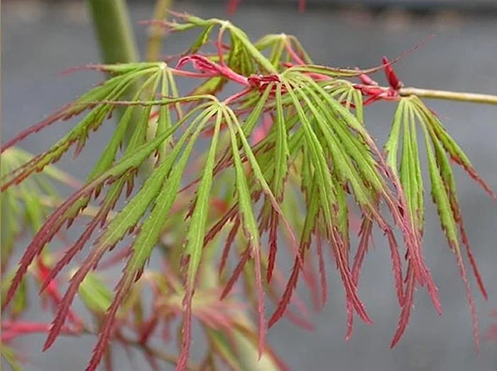 Lace-Leaf Japanese Maples — Sunnyside Nursery