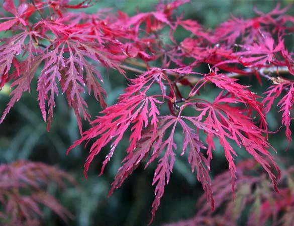 Weeping Maple Trees