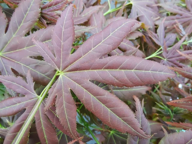 Japanese Maples — Sunnyside Nursery
