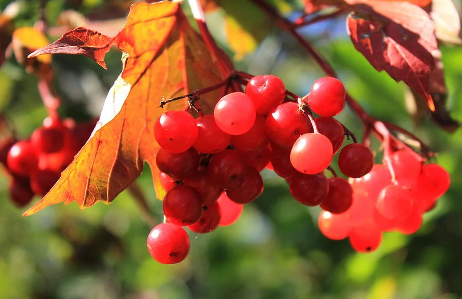Small Fruits & Berries — Sunnyside Nursery