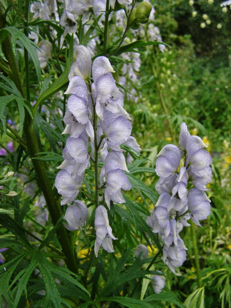 Tall Perennials For Shade