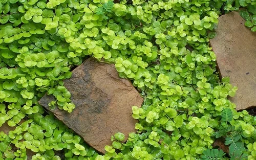 Annuals For Sun — Sunnyside Nursery