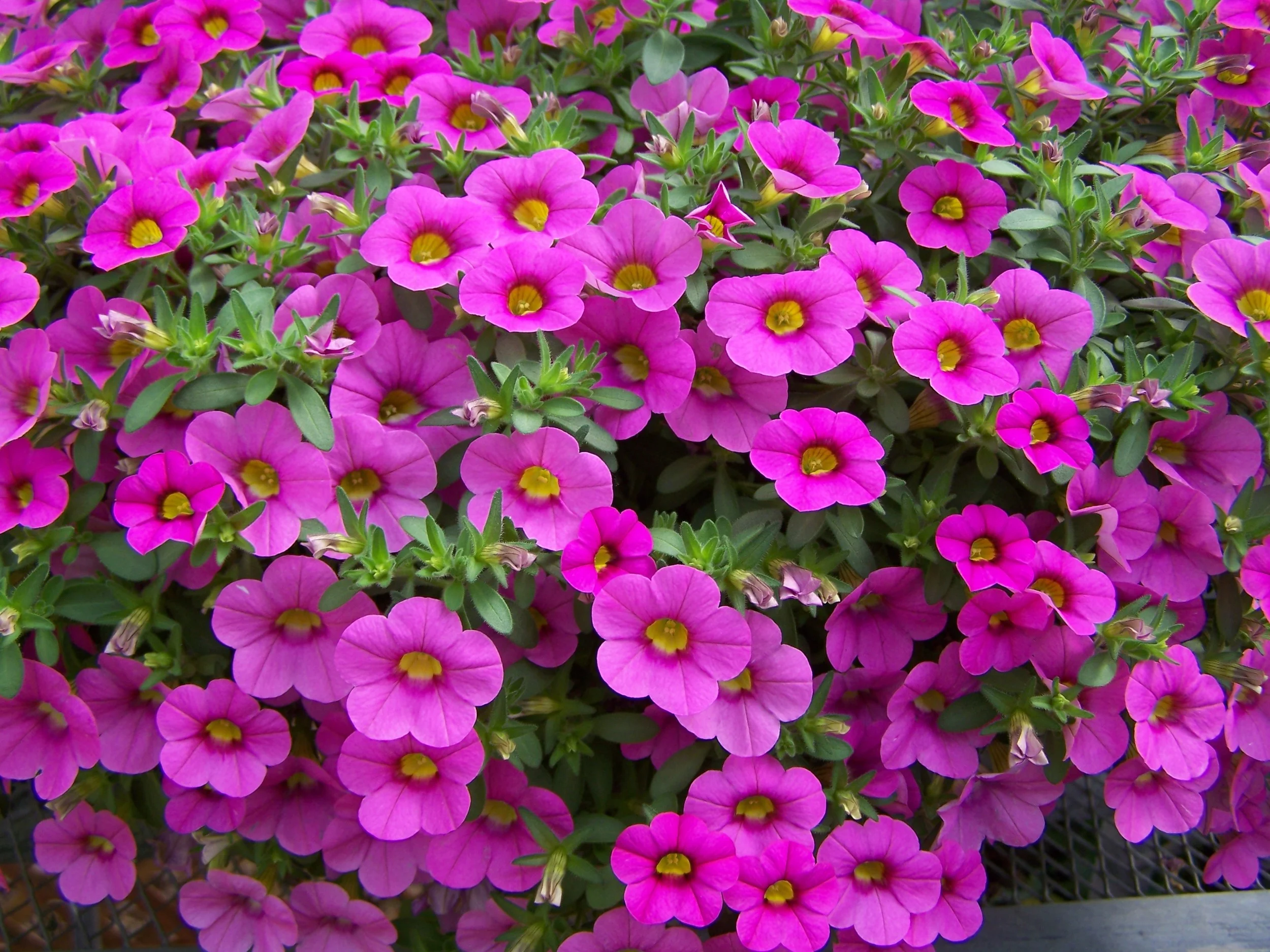 Annuals For Sun — Sunnyside Nursery