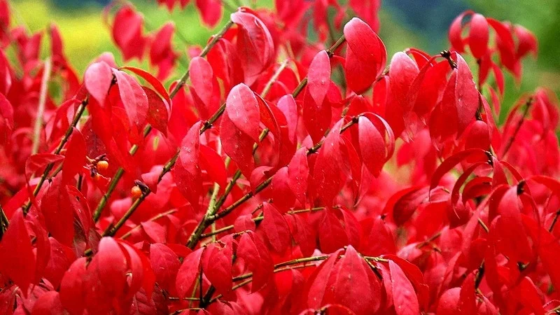 Where There's Smoke, There's Fire - These Plants Will Ignite Your Yard ...