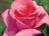 Hybrid Tea Roses — Sunnyside Nursery
