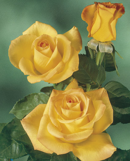 Grandiflora Roses — Sunnyside Nursery