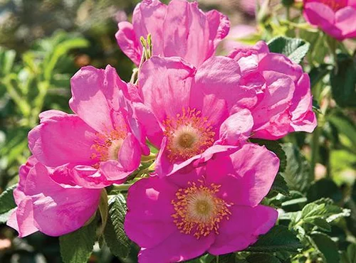 Rugosa Roses — Sunnyside Nursery