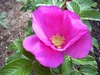 Rugosa Roses — Sunnyside Nursery