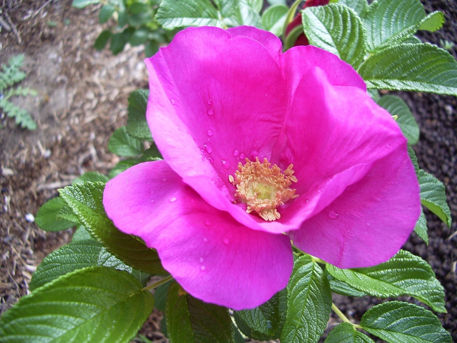 Rugosa Roses — Sunnyside Nursery
