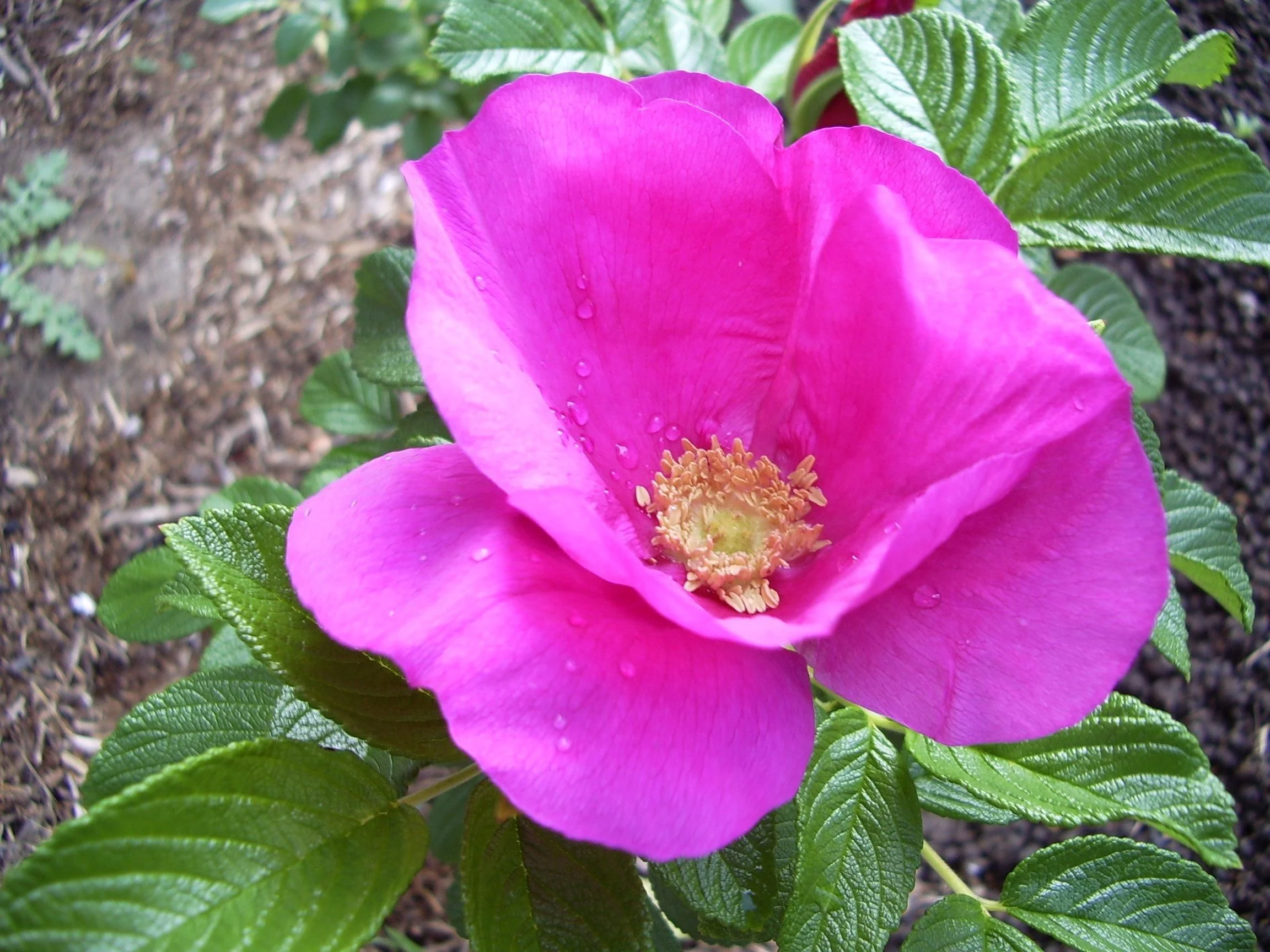 Rugosa Roses — Sunnyside Nursery
