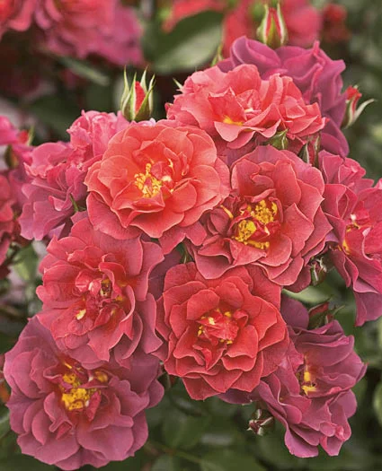 Floribunda Roses — Sunnyside Nursery