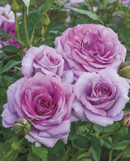 Floribunda Roses — Sunnyside Nursery