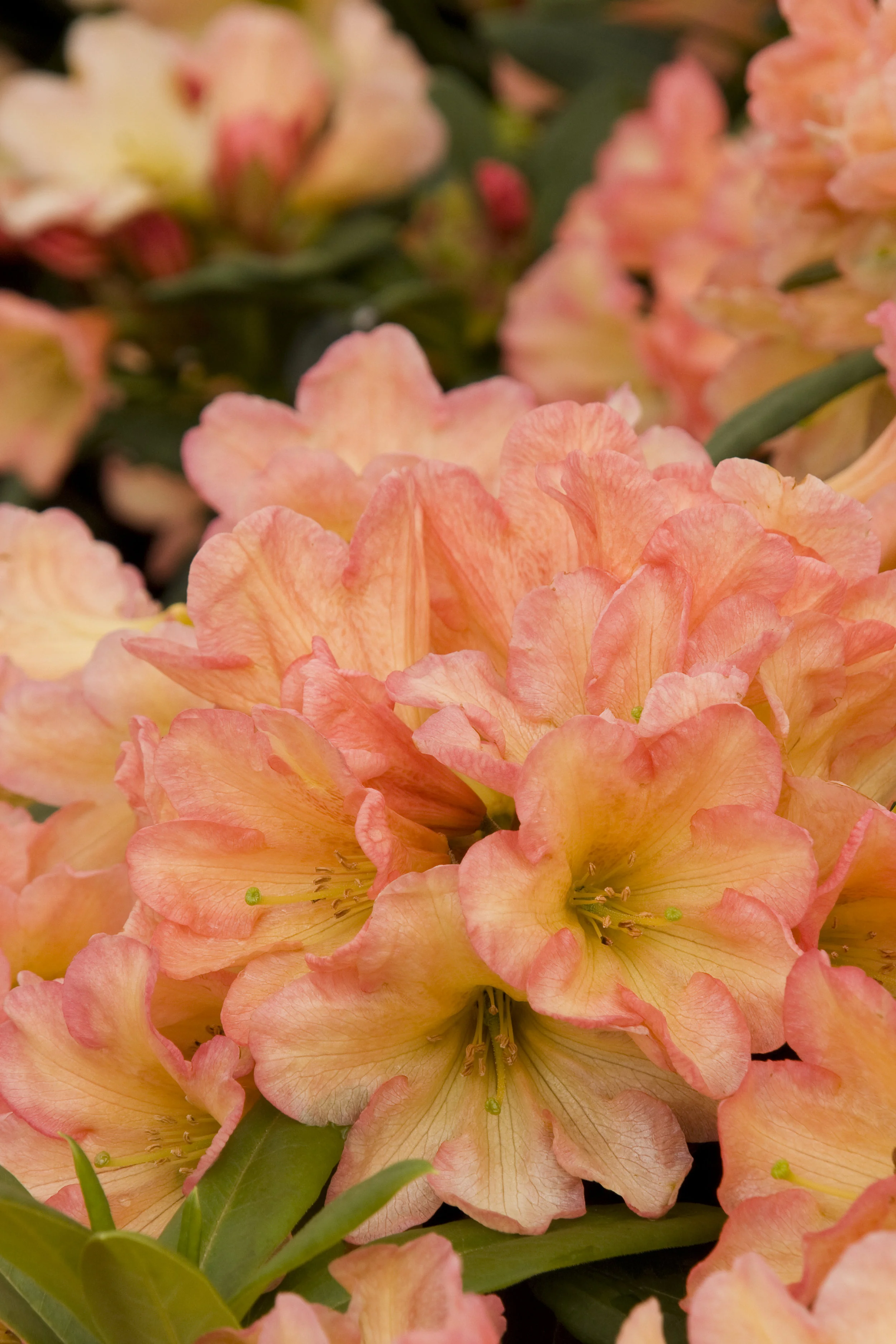 Orange & Yellow Rhododendrons — Sunnyside Nursery