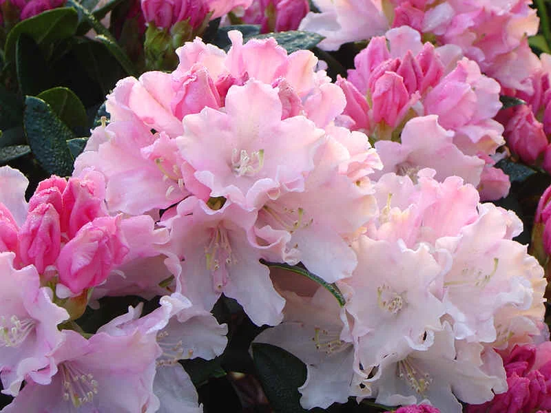 Pink Rhododendrons — Sunnyside Nursery