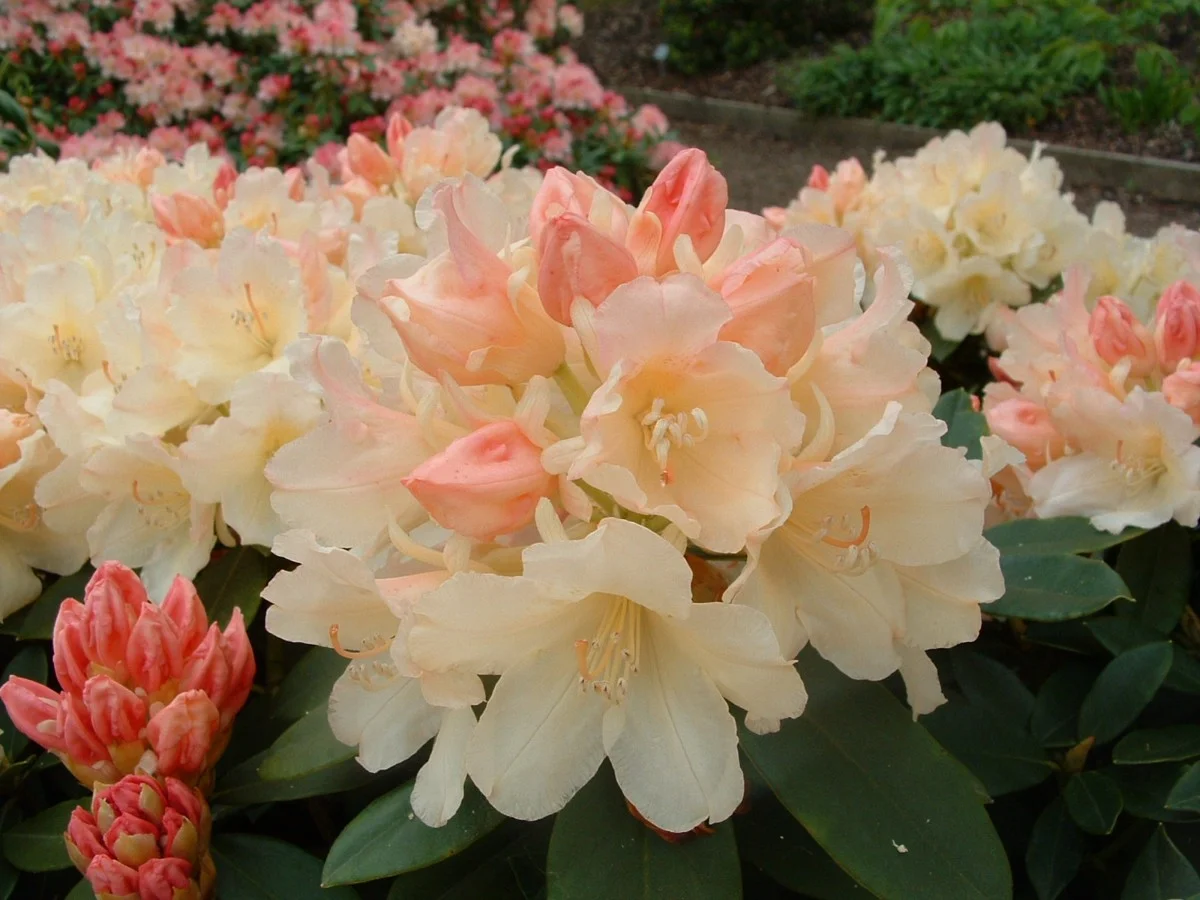 Pink Rhododendrons — Sunnyside Nursery