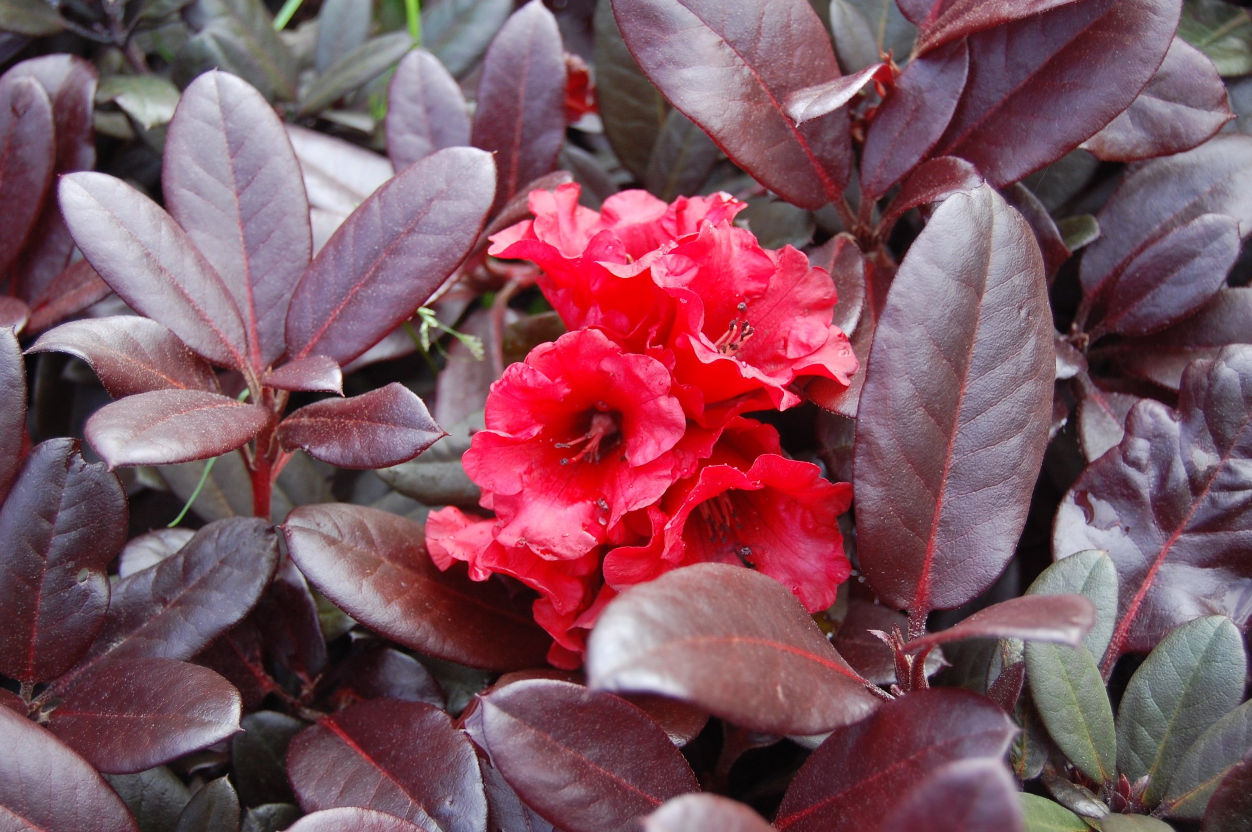 Red Rhododendron