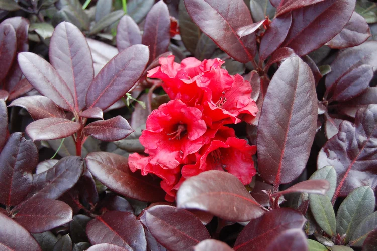 Red Rhododendrons — Sunnyside Nursery