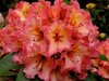 Red Rhododendrons — Sunnyside Nursery