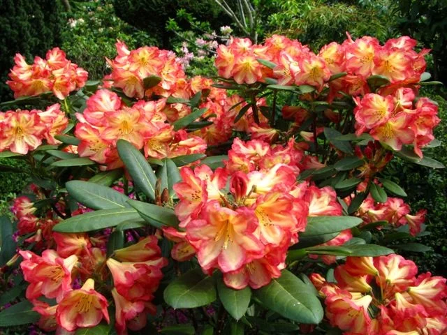 Red Rhododendrons — Sunnyside Nursery