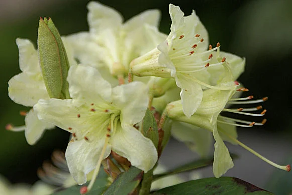 White Rhododendrons — Sunnyside Nursery